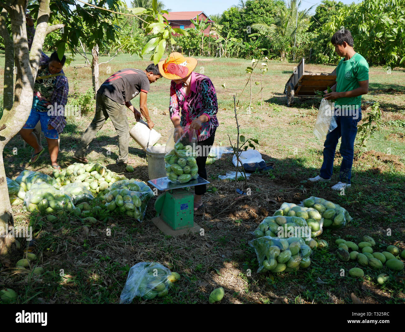 Mango orchard hi-res stock photography and images - Alamy