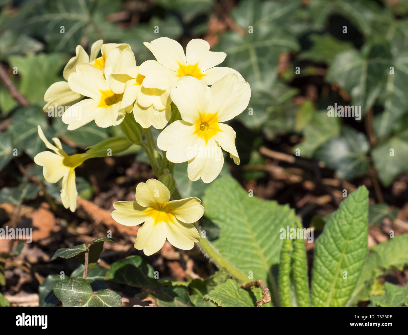 Clear garden border hi-res stock photography and images - Alamy