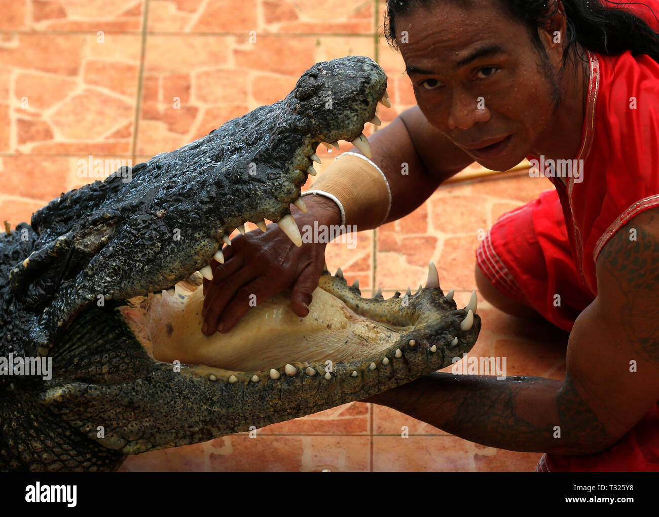 Hand in crocodile jaws crocodile hi-res stock photography and images ...
