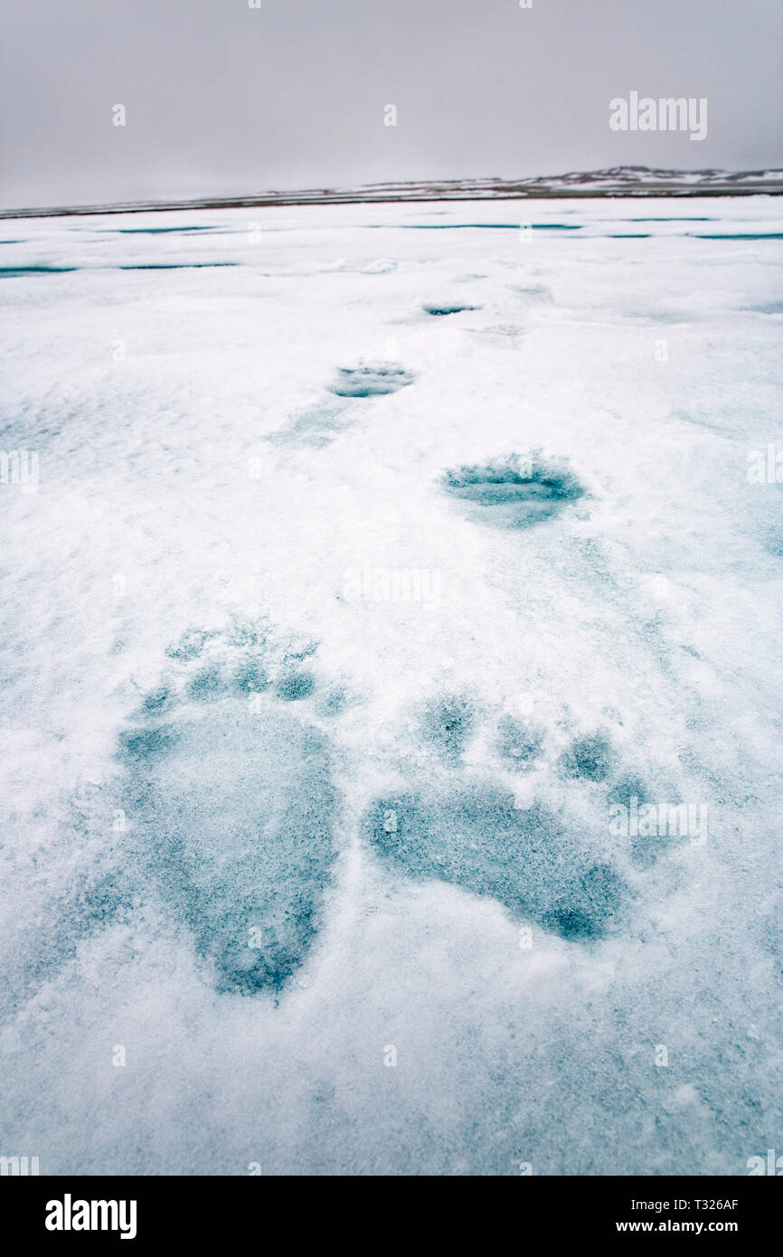 Bear footprint hi-res stock photography and images - Alamy
