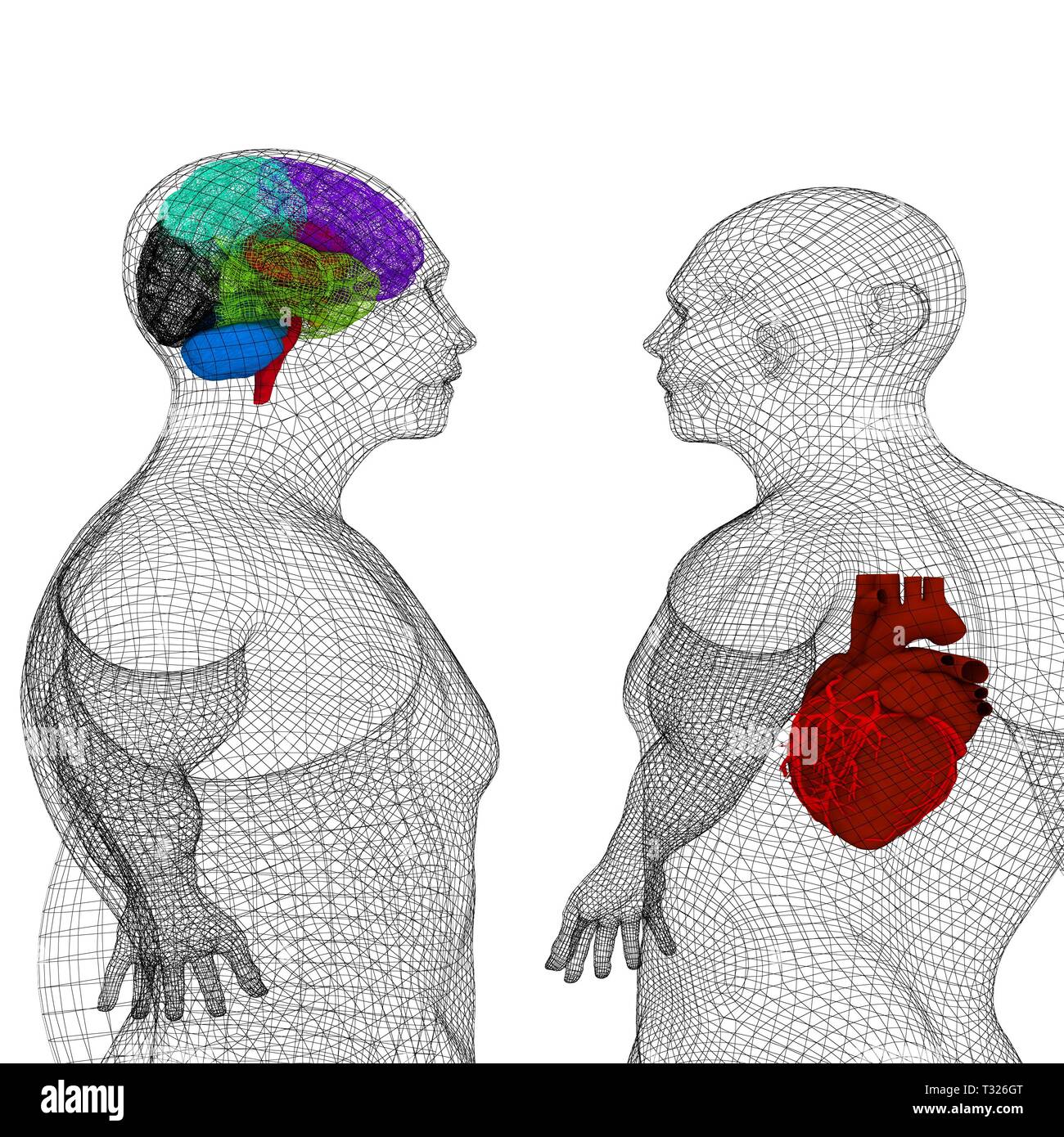 Wire human body model with heart and brain in x-ray. 3d render Stock ...
