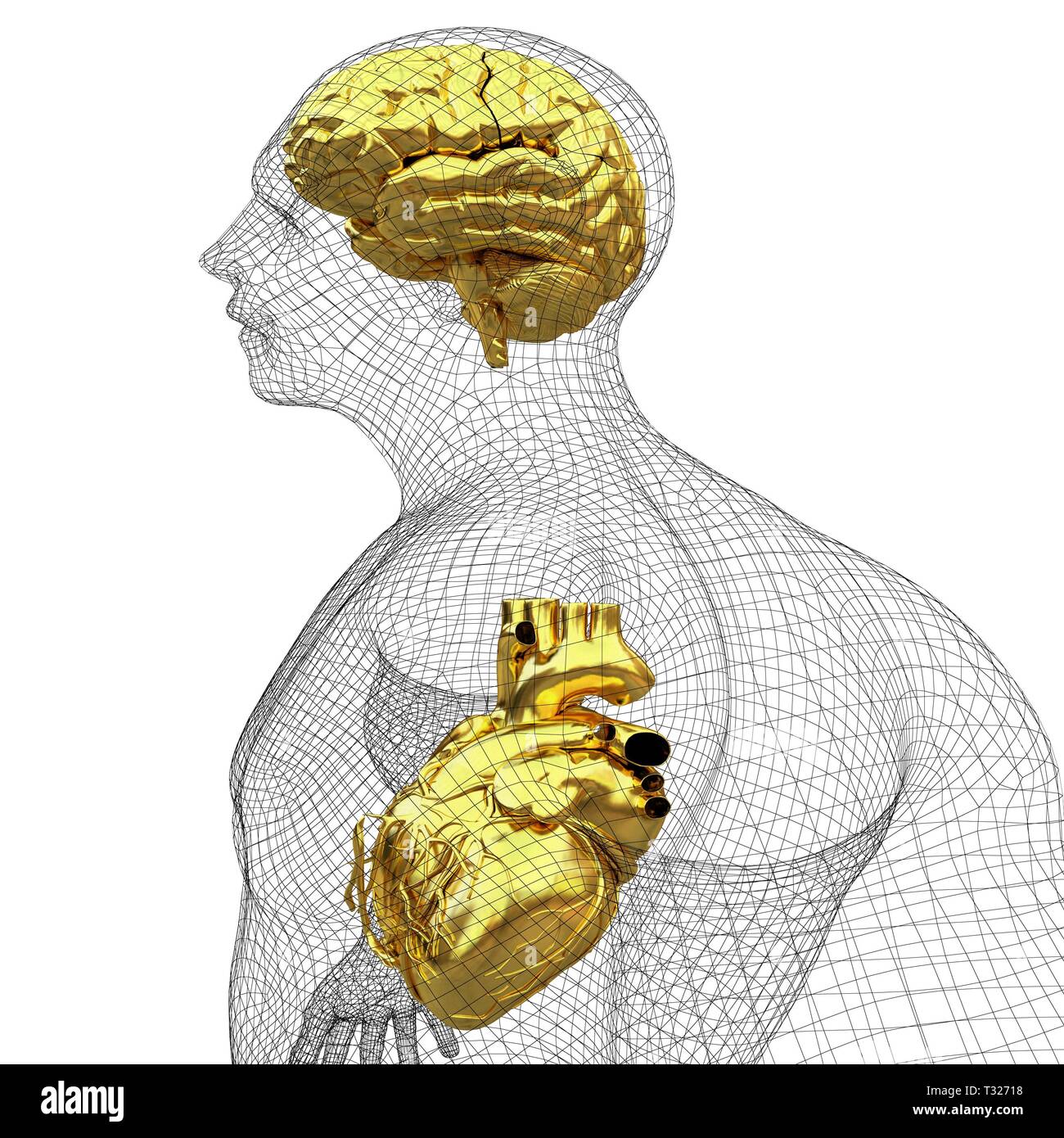 Wire human body model with heart and brain in x-ray. 3d render Stock ...