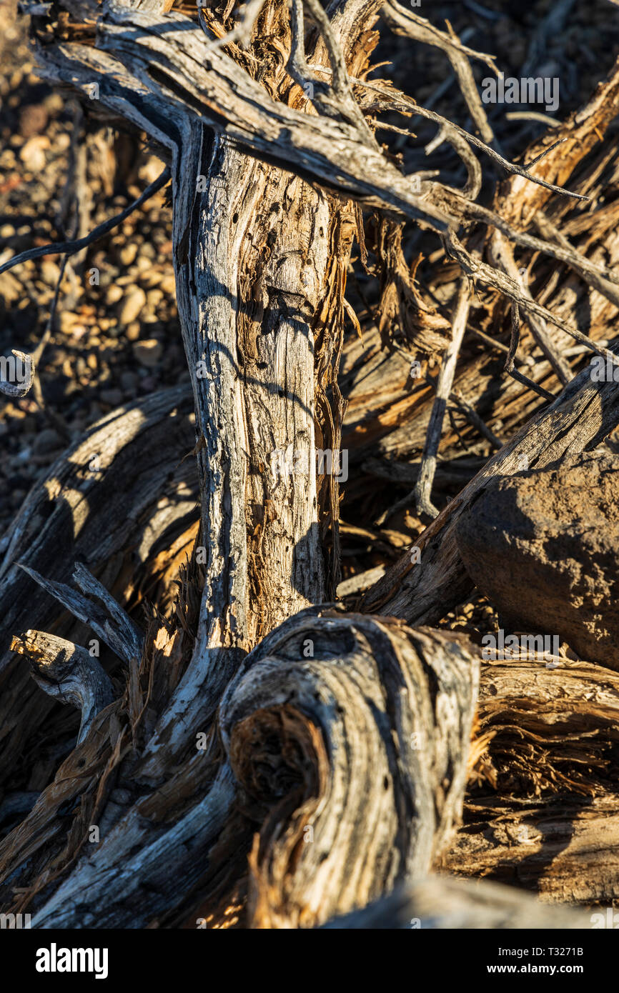 Dead branch of a Retama shrub in the Las Canadas del Teide national ...