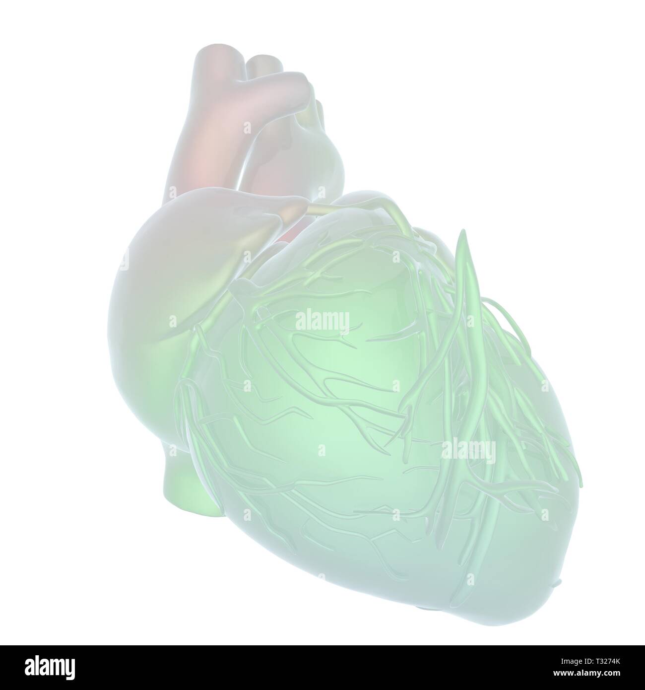 Abstract illustration of anatomical human heart. 3d render Stock Photo ...