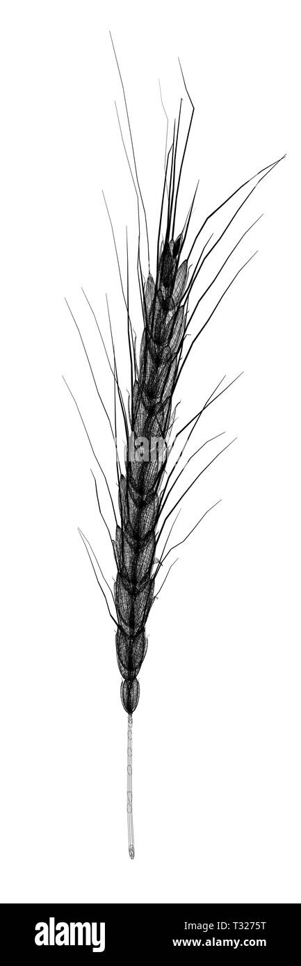 3d field wireframe hi-res stock photography and images - Alamy