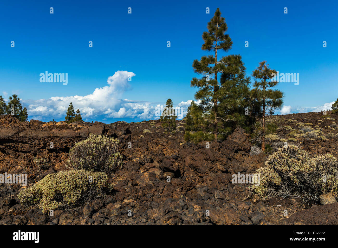 Pinus canariensis, canarian pine trees growing in the volcanic ...