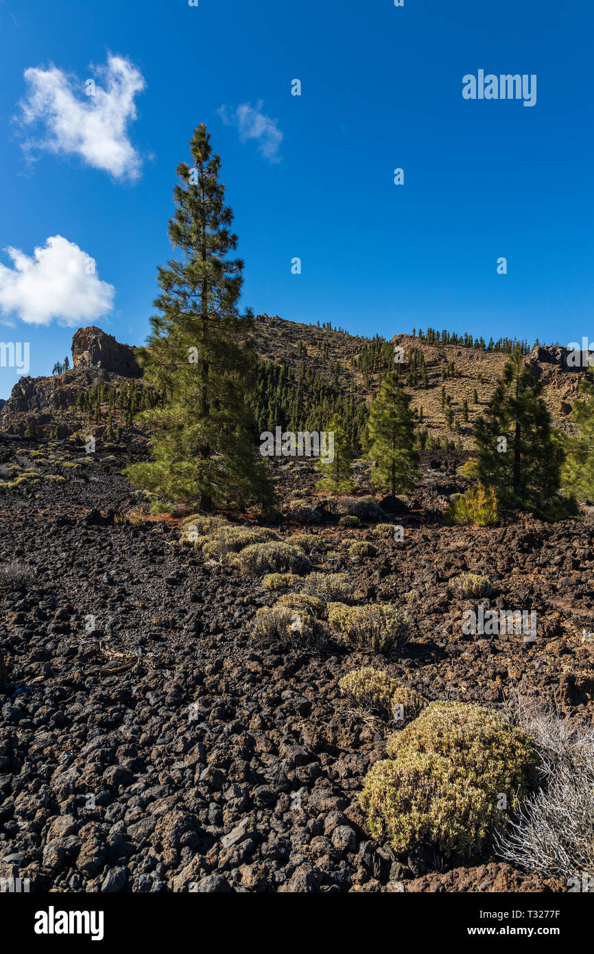 Pinus canariensis, canarian pine trees growing in the volcanic ...