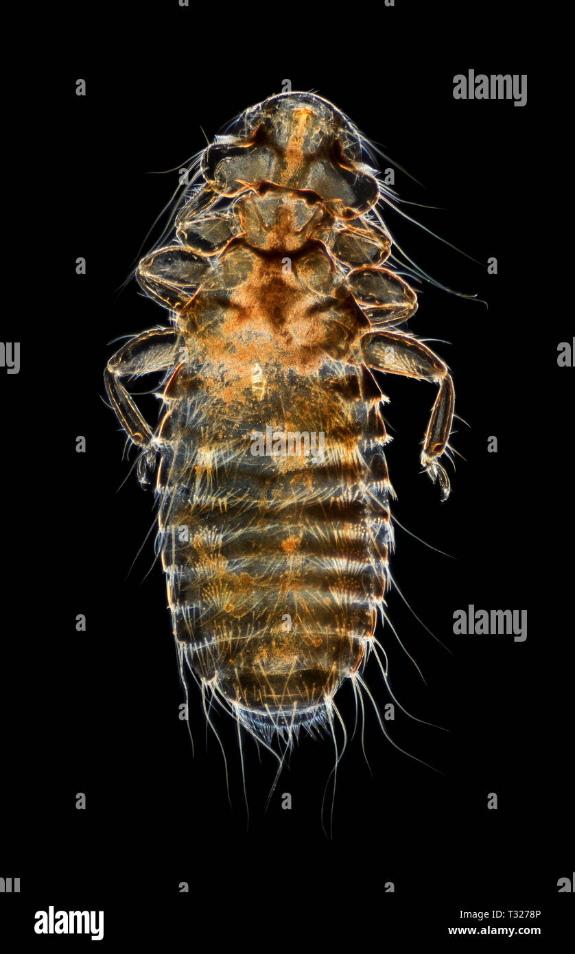 Bird louse hi-res stock photography and images - Alamy
