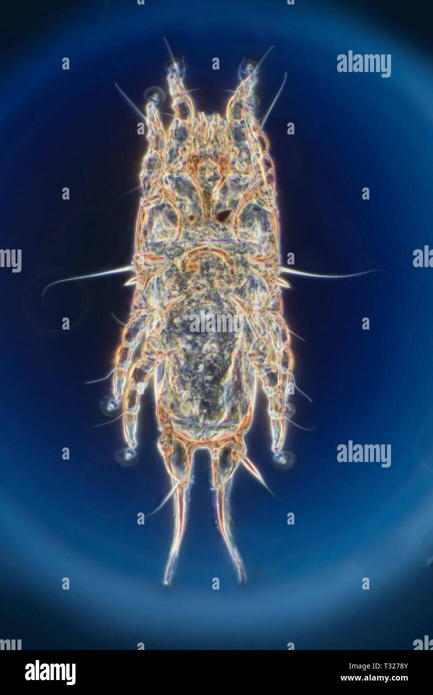 Mite Skin Parasite High Resolution Stock Photography and Images - Alamy