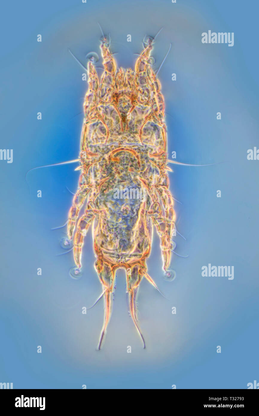 Phase contrast photomicrograph, feather mite Blackbird Turdus merula ...