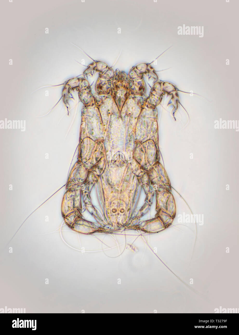 Phase contrast photomicrograph, feather mite Magpie Pica pica Stock ...