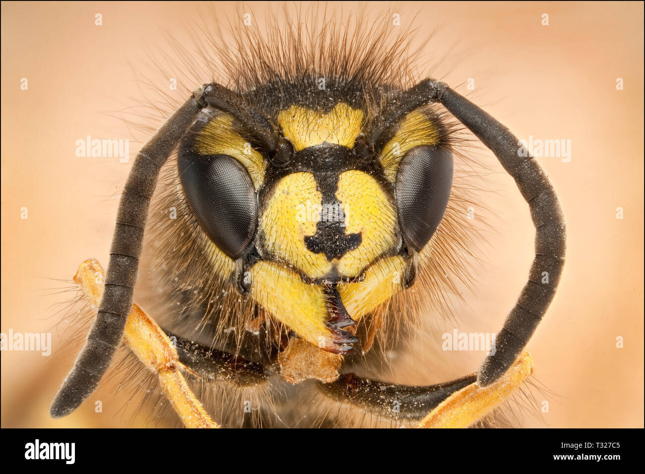 Vespula vulgaris, the common wasp, portrait head view Stock Photo - Alamy