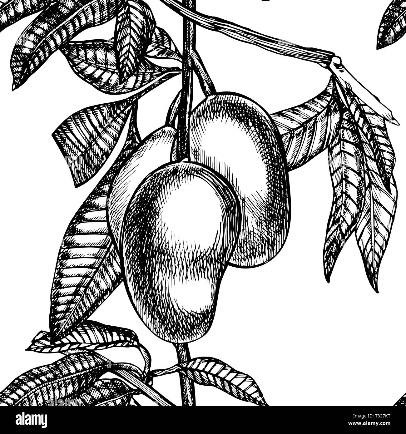 Hand drawn mango fruits set with leafs and mango slices and cubes ...