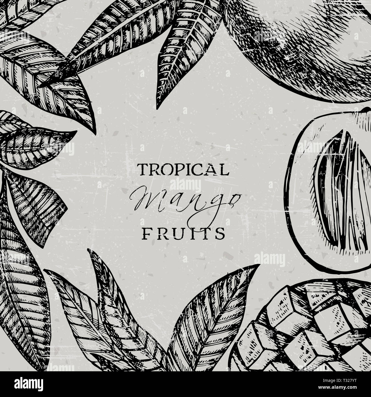 Mango tree vintage design template. Botanical mango fruit frame ...