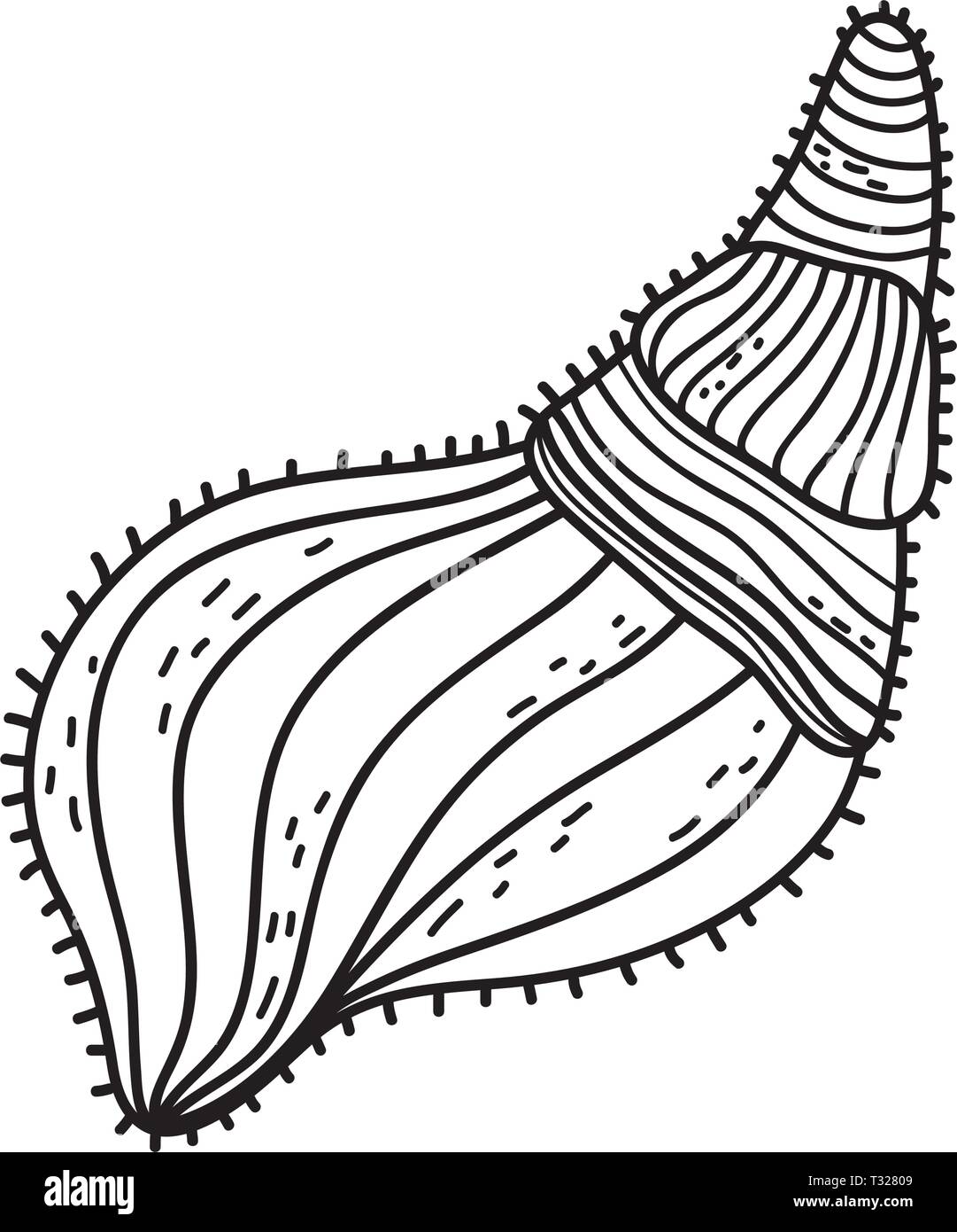 marine shell isolated icon vector illustration design Stock Vector ...