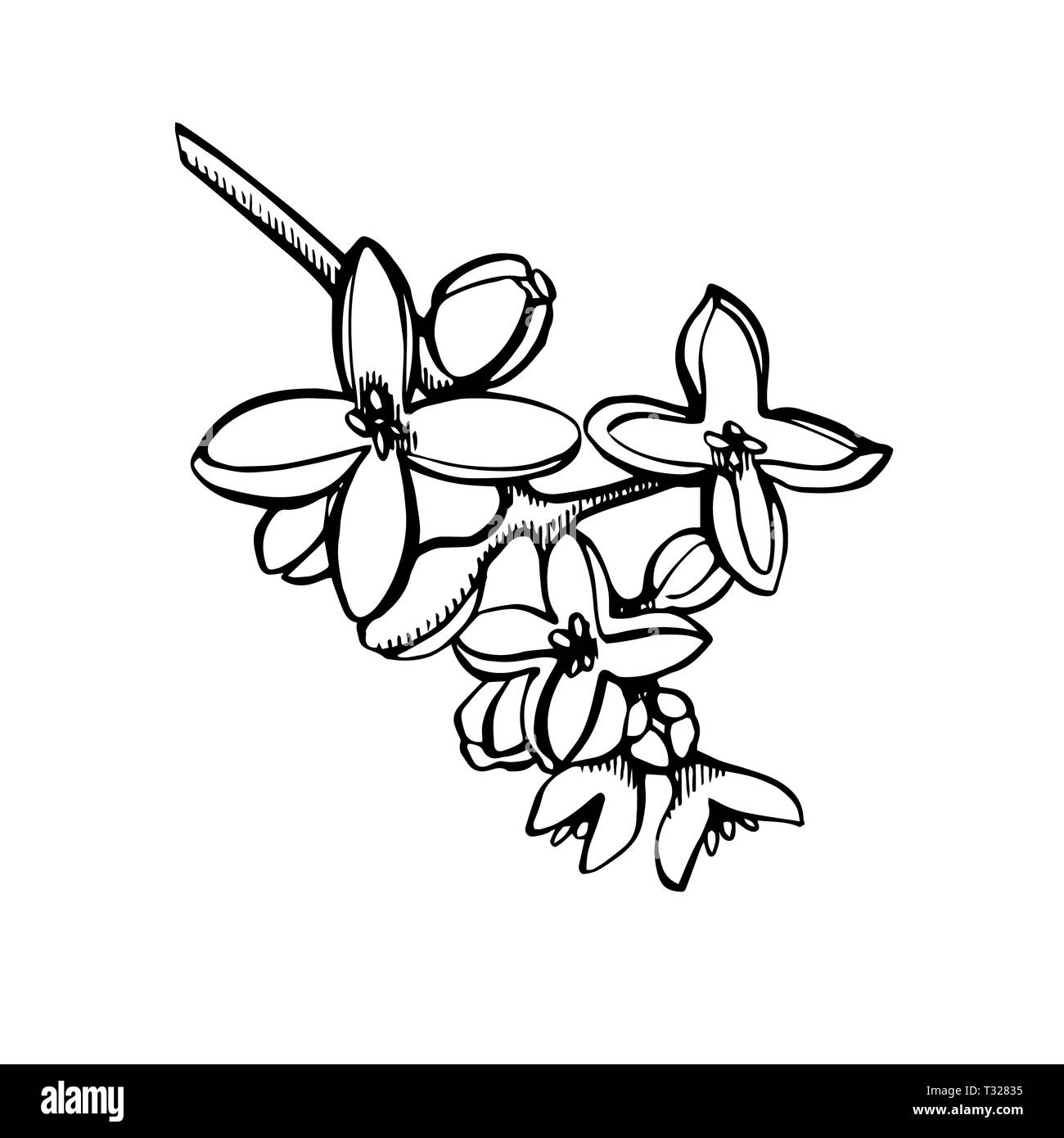 A branch of ripe olives is juicy poured with oil. Farmers market menu ...