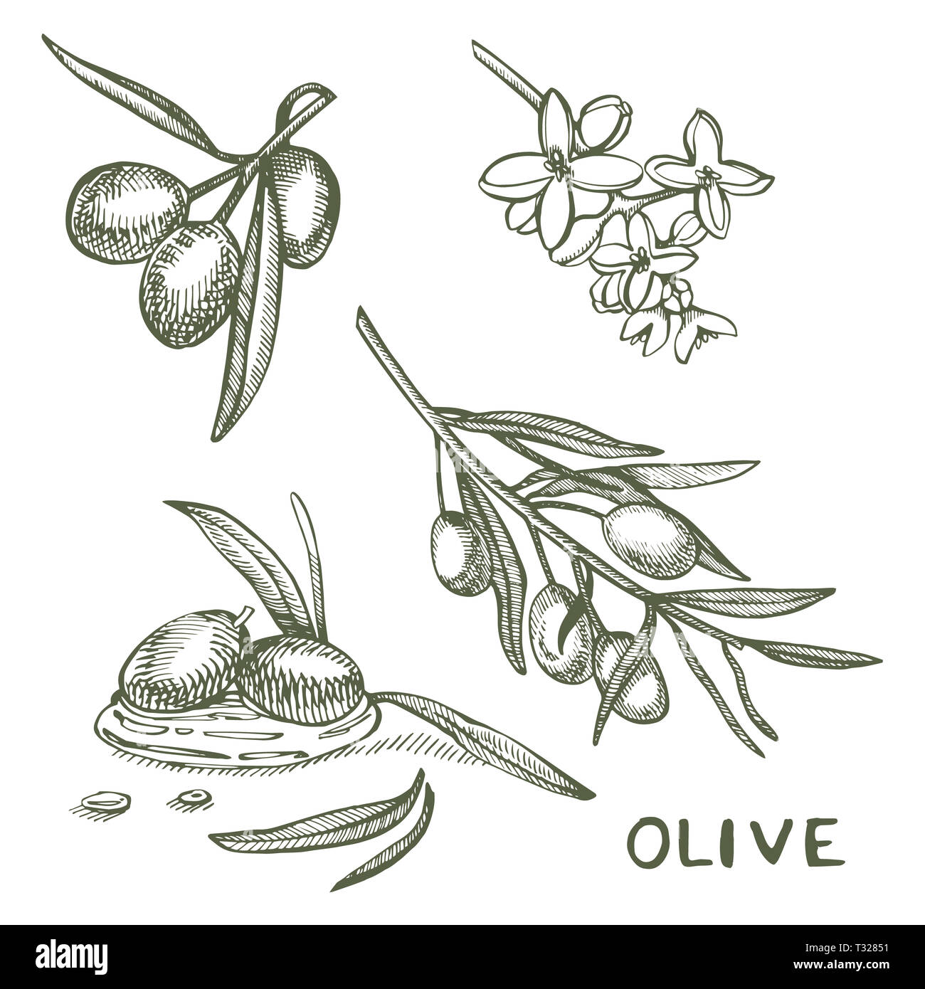 A branch of ripe olives is juicy poured with oil. Farmers market menu ...