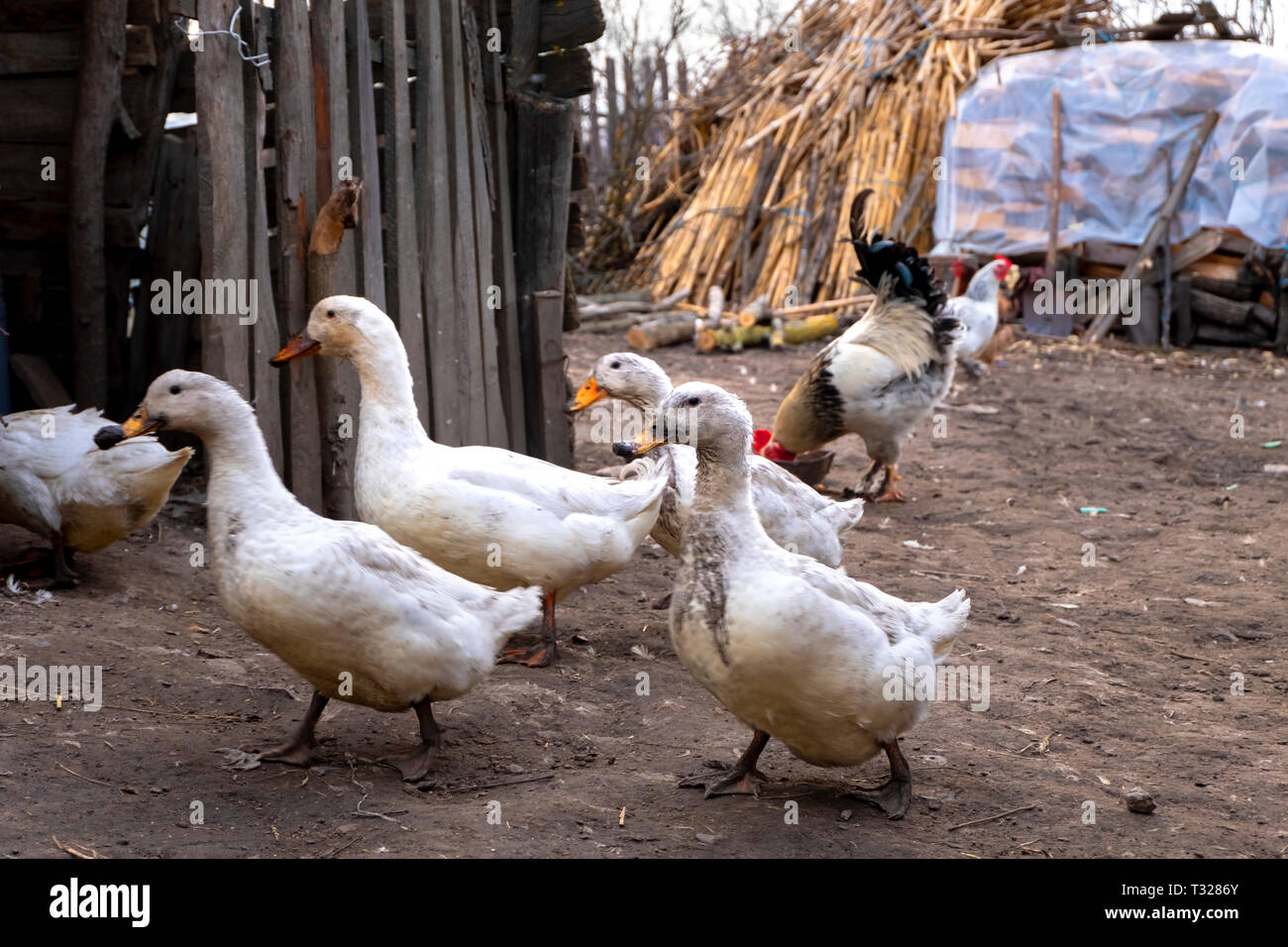 Dirty ducks running through the yard somewhere in the countryside in ...