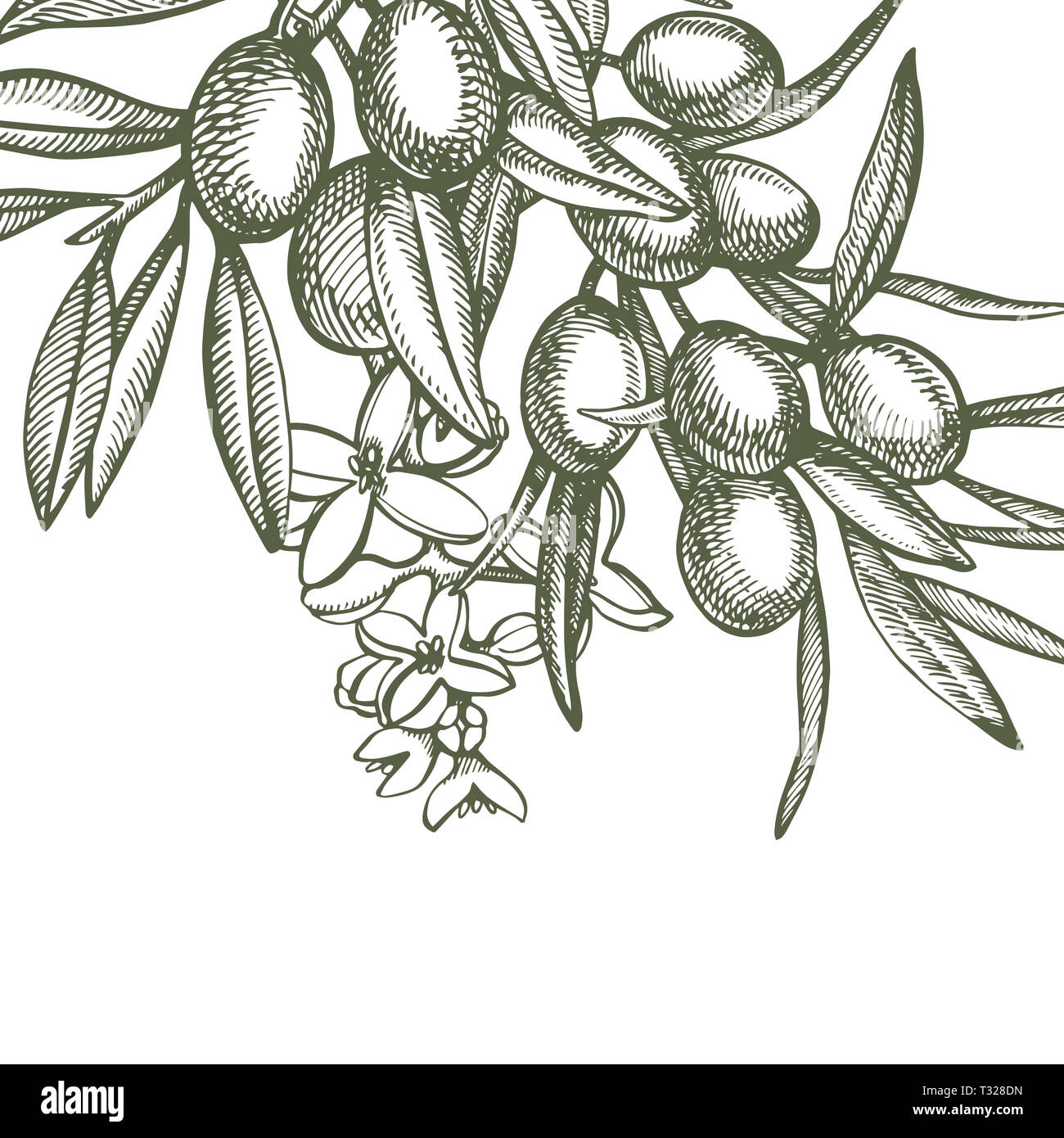 A branch of ripe olives is juicy poured with oil. Farmers market menu ...