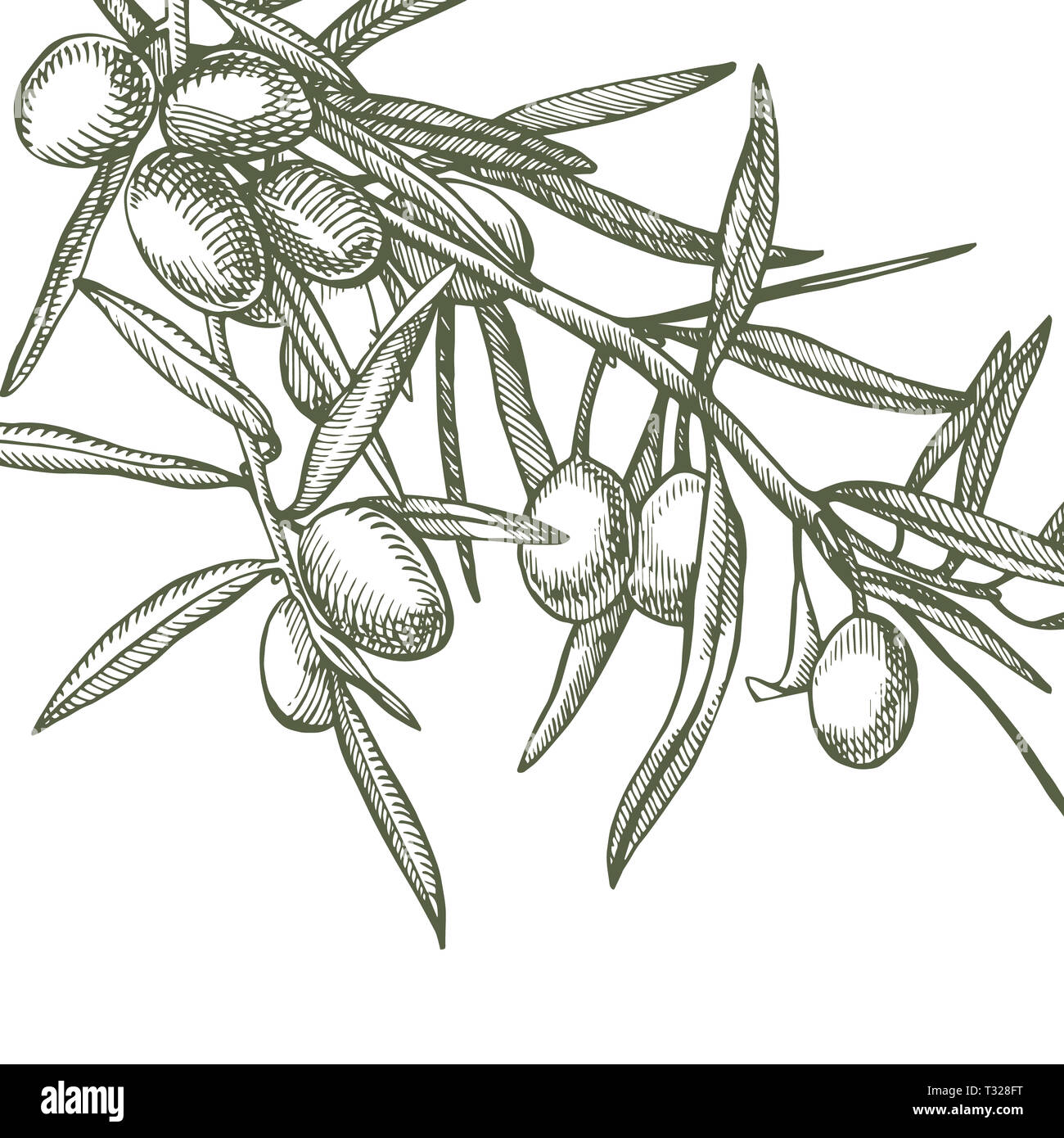 A branch of ripe olives is juicy poured with oil. Farmers market menu ...