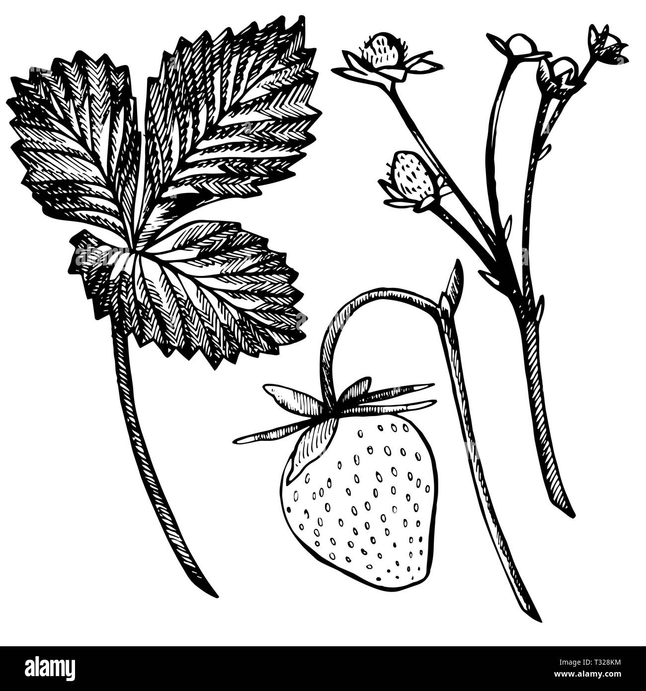 Strawberry illustration. Engraved style illustration. Sketched hand ...