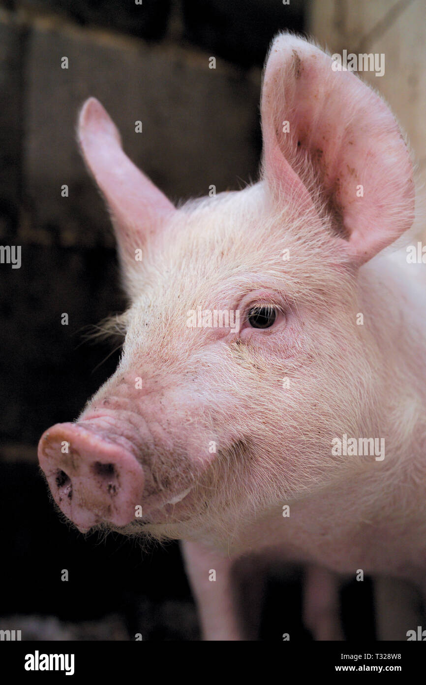 Meat breeds of pigs hi-res stock photography and images - Alamy