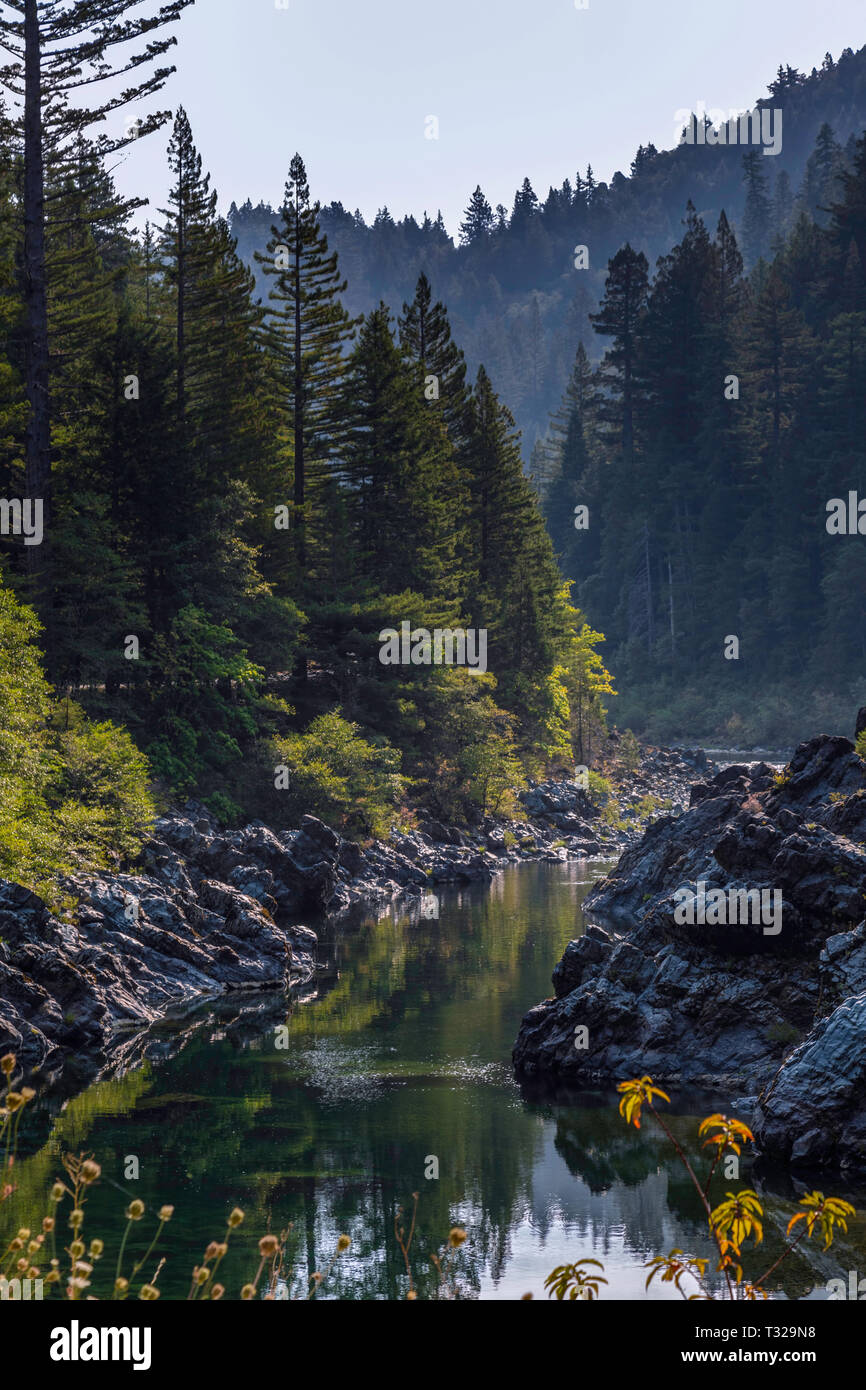 Redwood forest stream hi-res stock photography and images - Alamy
