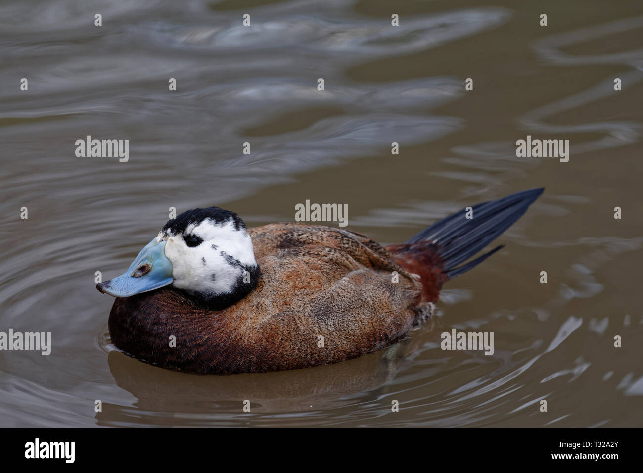 Blue headed duck hi-res stock photography and images - Alamy