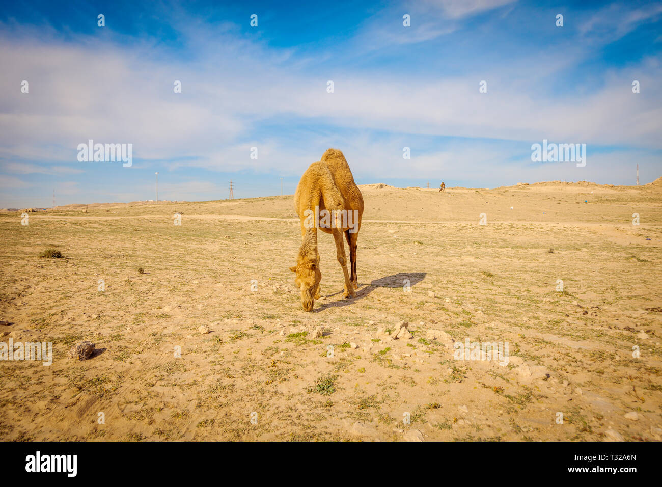 Kuwait national park hi-res stock photography and images - Alamy