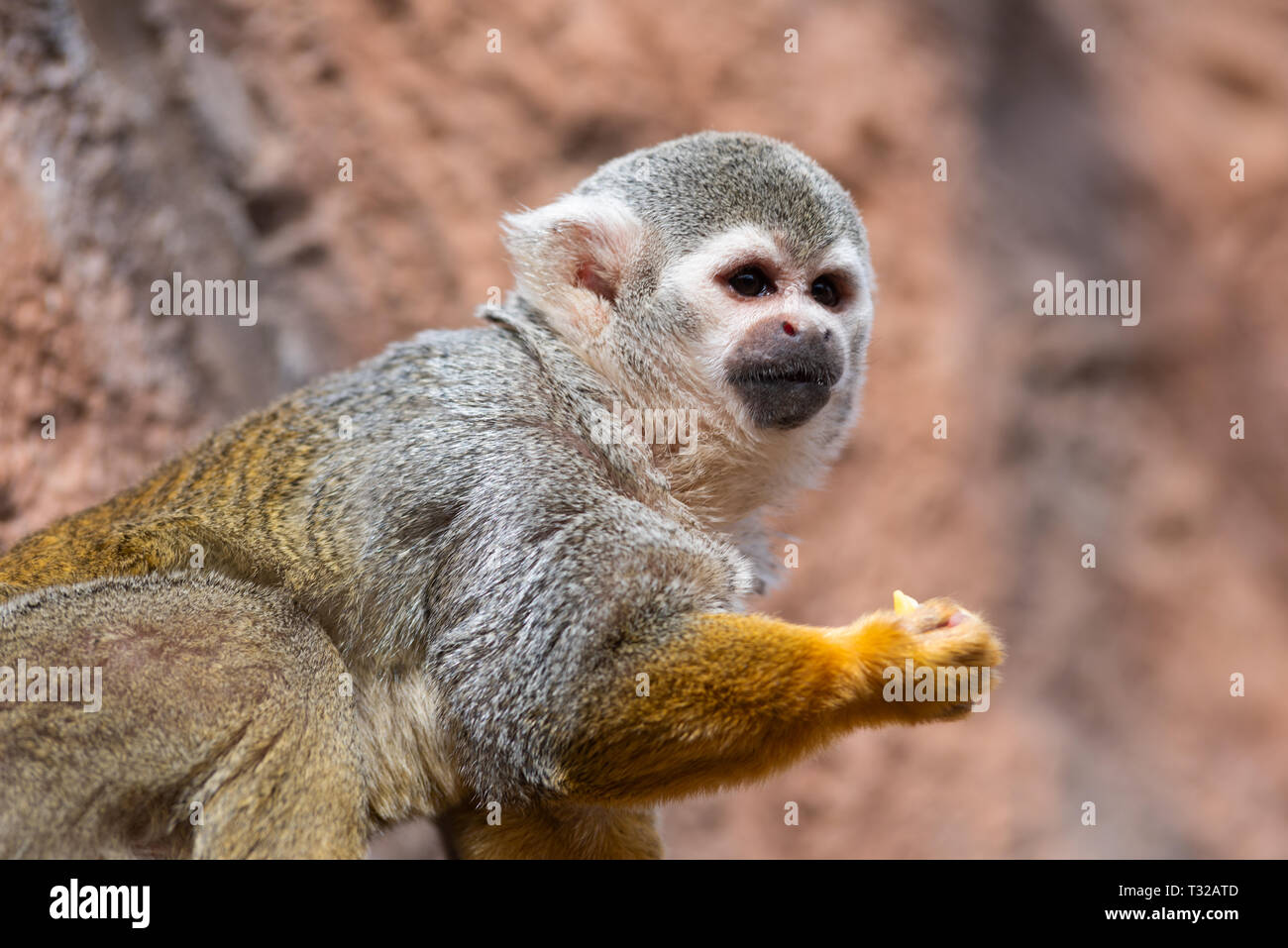 Cute squirrel monkey Saimiri sciureus . Funny monkey Stock Photo - Alamy