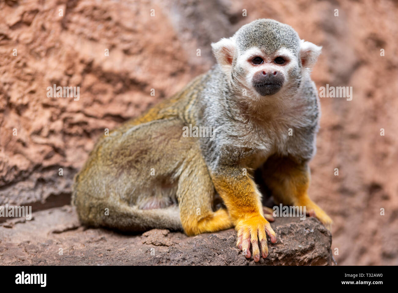 Cute squirrel monkey Saimiri sciureus . Funny monkey Stock Photo - Alamy