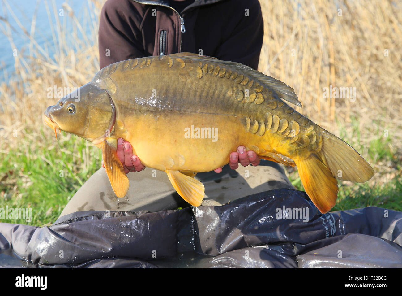 Carp is an atracine fish for the angler Stock Photo - Alamy