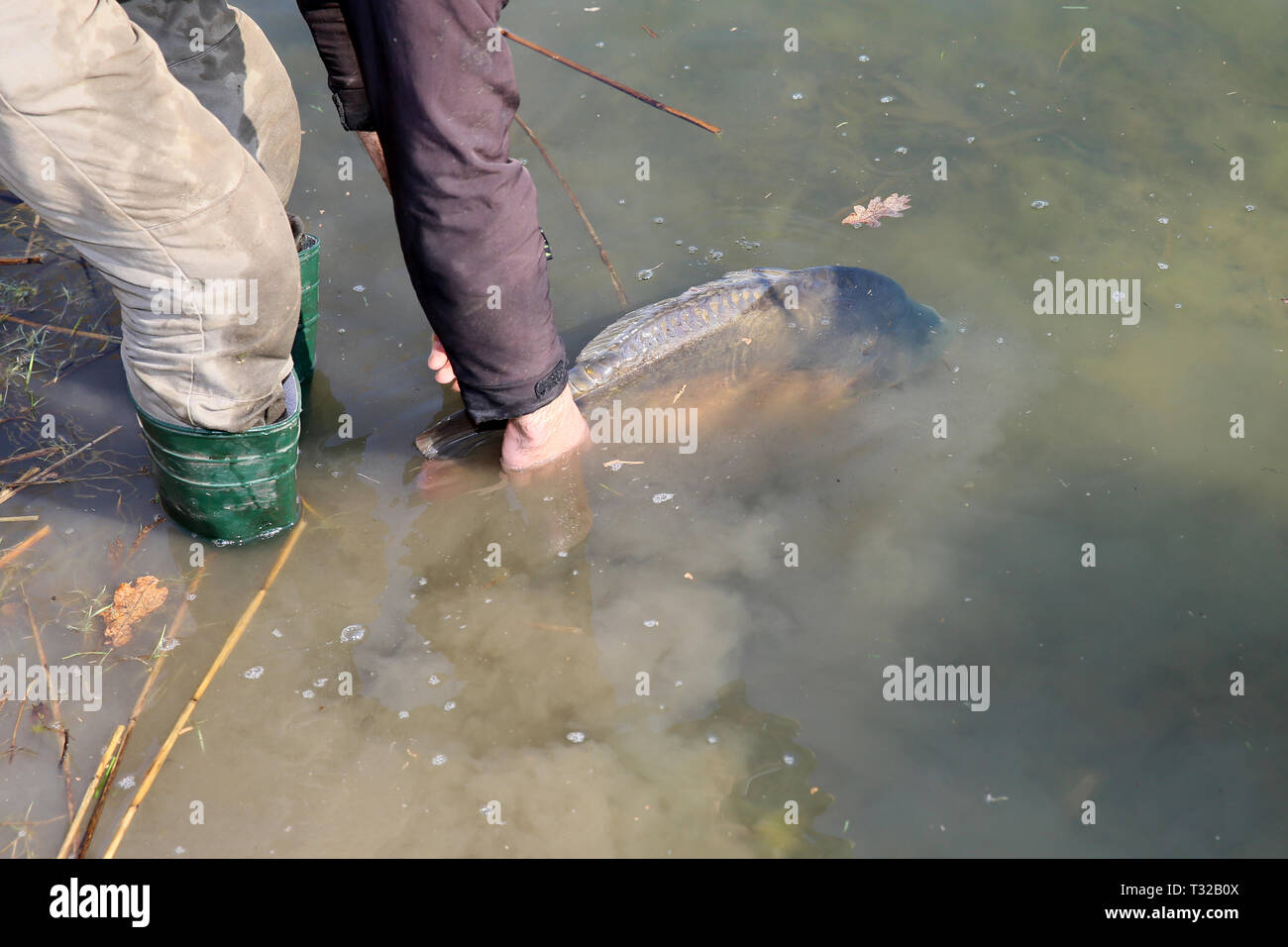 Carp is an atracine fish for the angler Stock Photo - Alamy