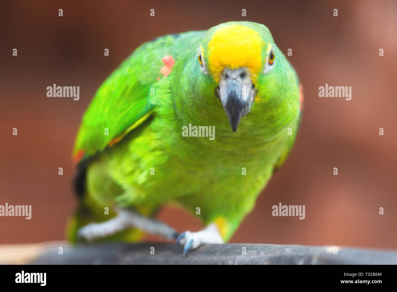 Close up of Yellow crowned amazon parrot Stock Photo - Alamy