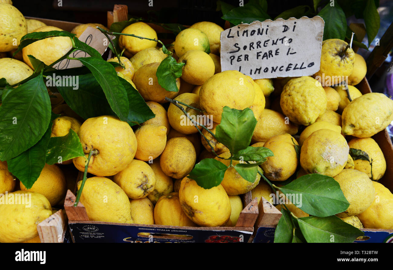 The famous Sorrento lemons used for making the Limoncello Stock Photo ...