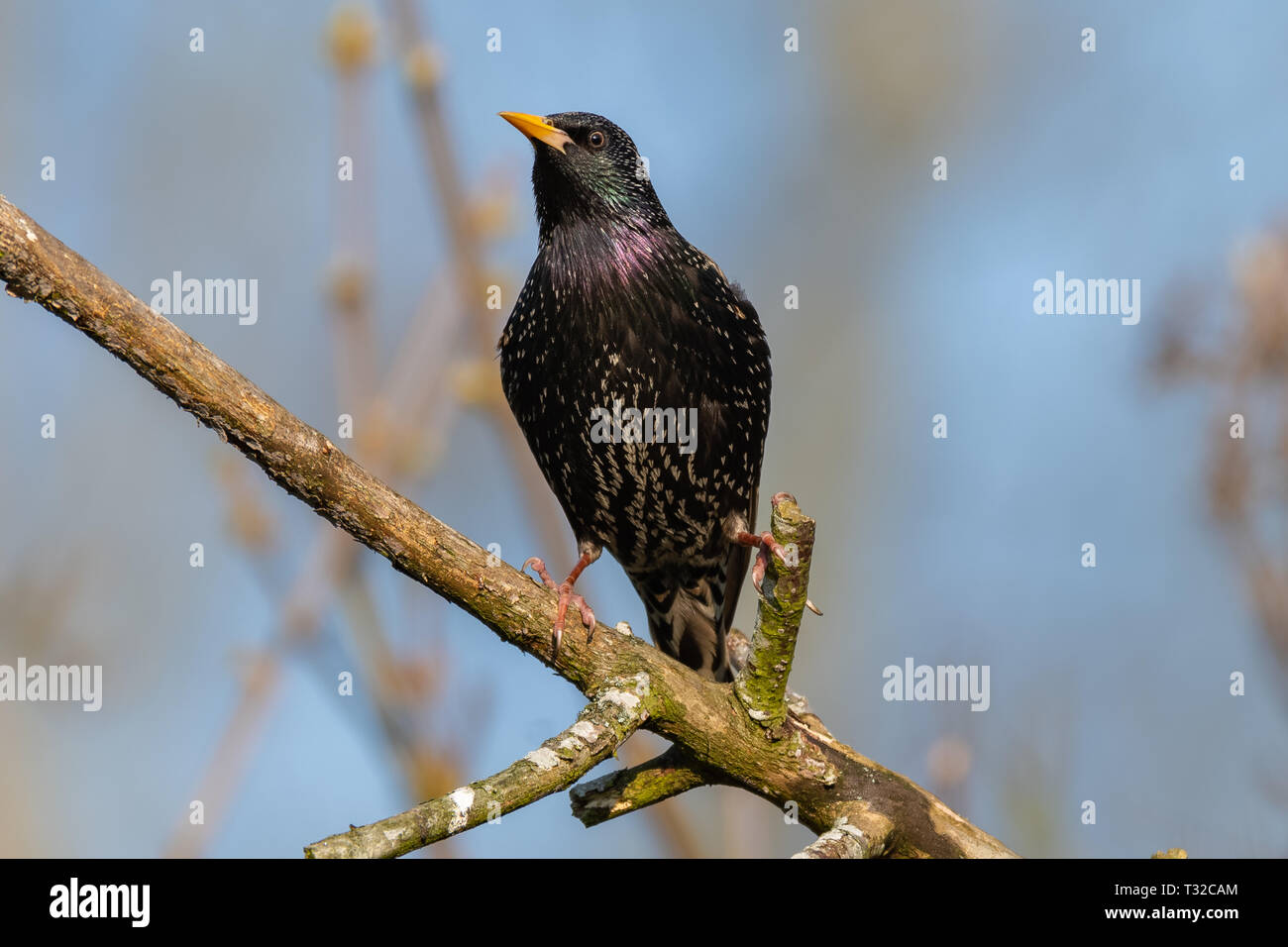 Common starling (Sturnus vulgaris Stock Photo - Alamy