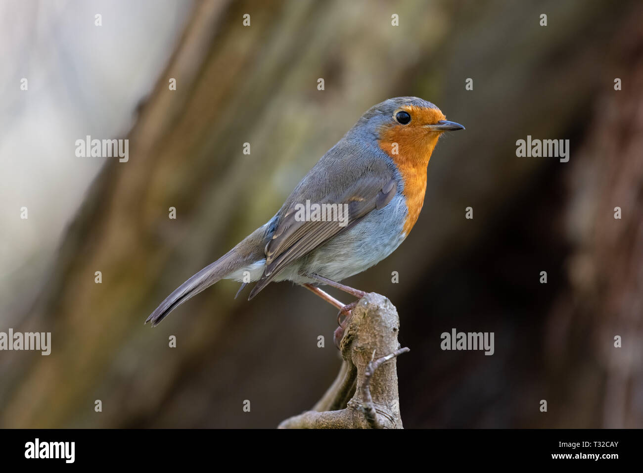 Robin bird uk singer hi-res stock photography and images - Alamy