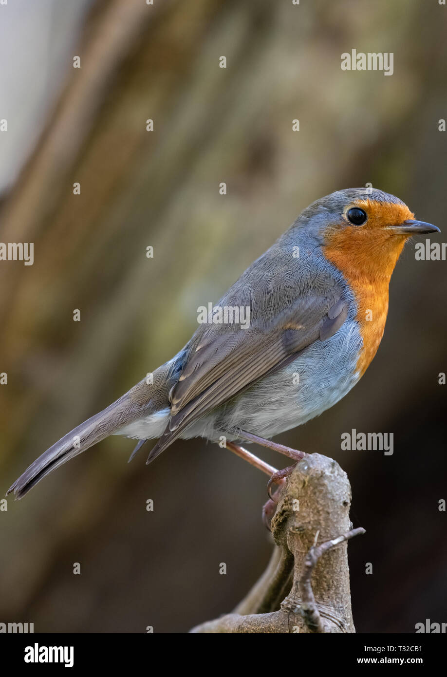 Robin bird uk singer hi-res stock photography and images - Alamy