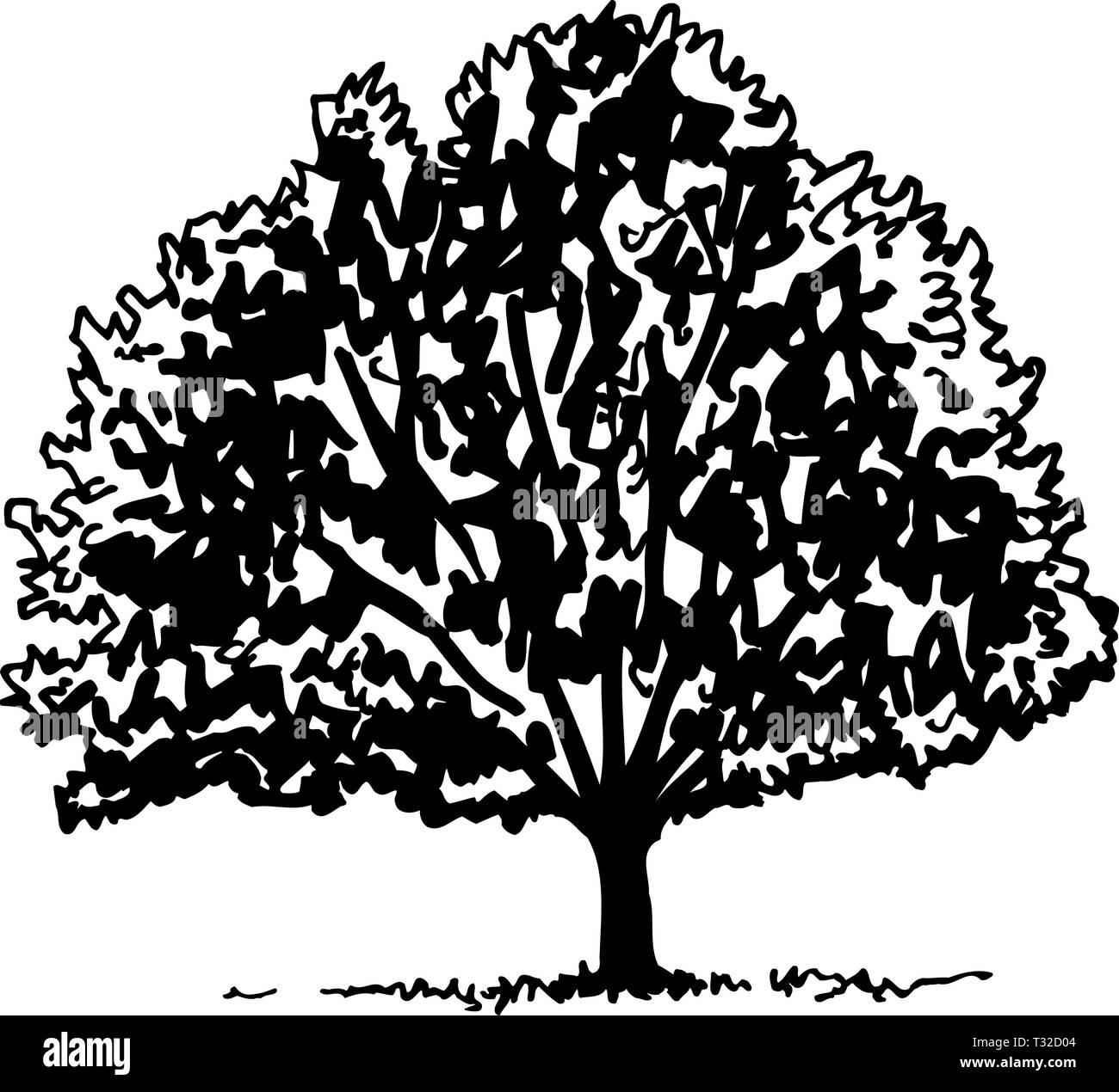 Tree Vector Illustration Stock Vector Image & Art - Alamy
