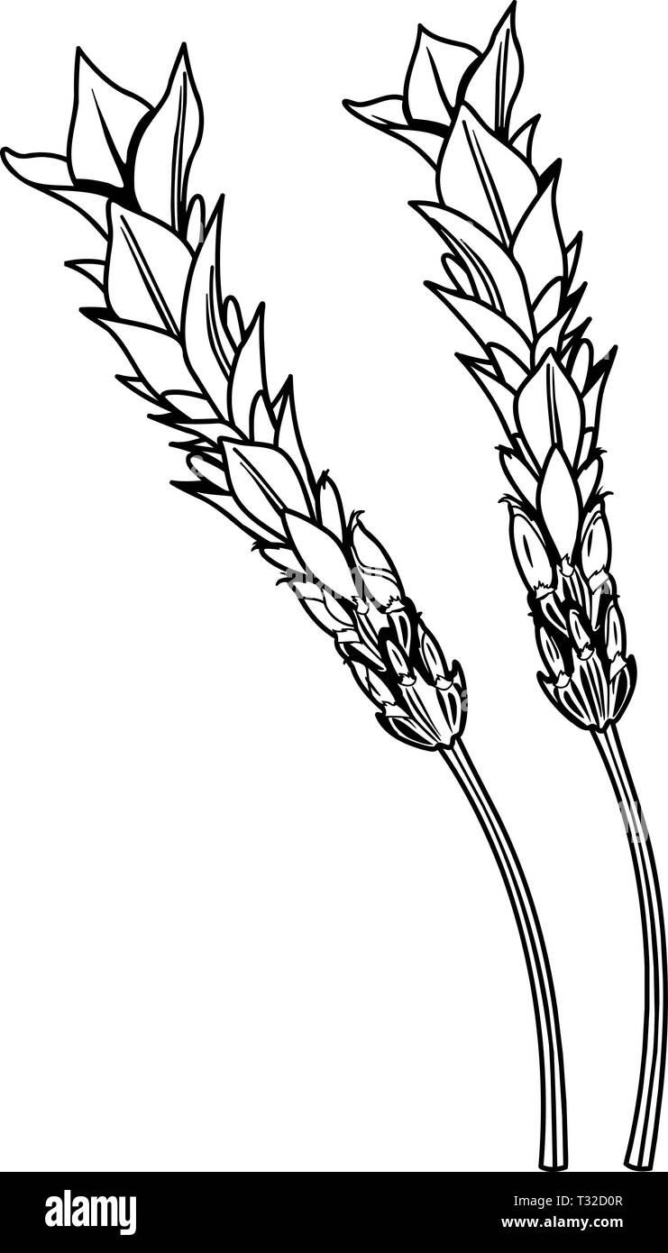 Flowers lavender Black and White Stock Photos & Images - Alamy