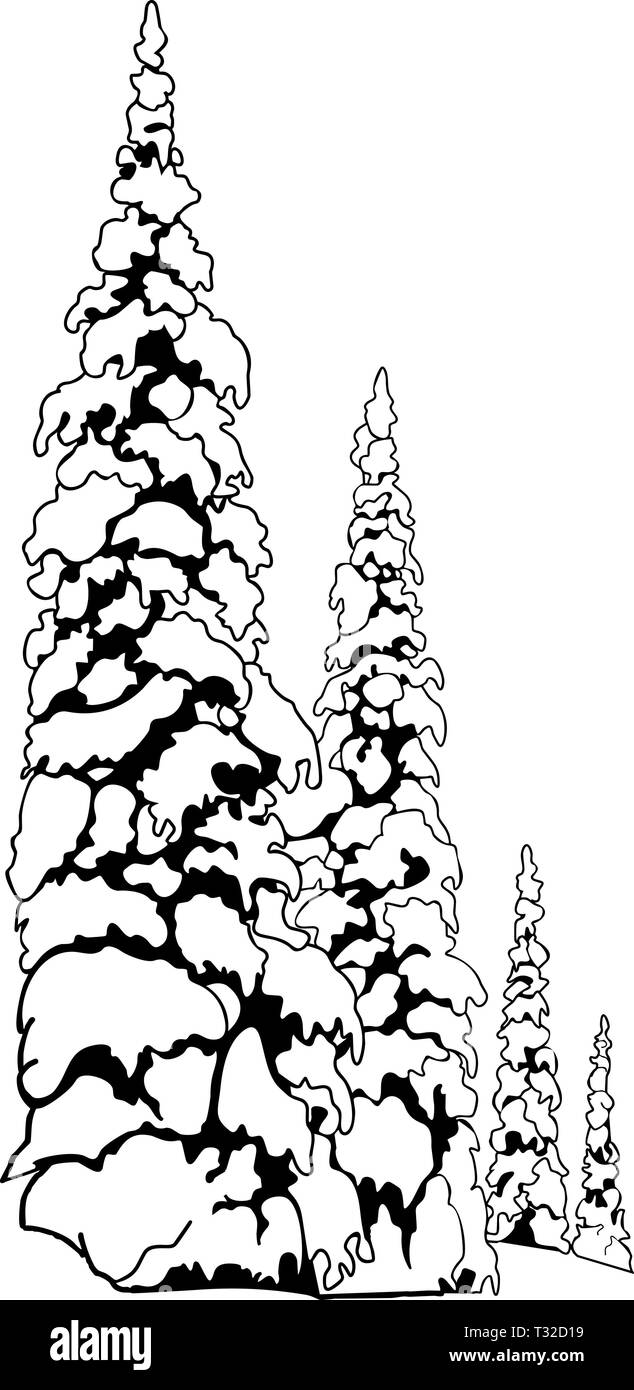 Snowy Fir Tree Vector Illustration Stock Vector Image & Art - Alamy