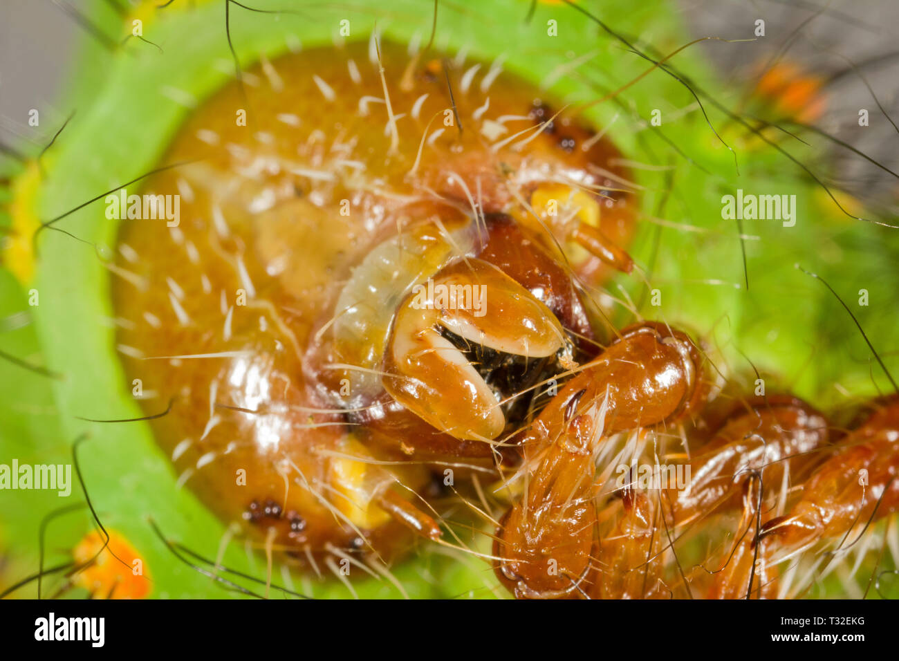 Indian Moon Moth Caterpillar Stock Photo Alamy Indian Moon Moth Caterpillar Stock Photo Alamy