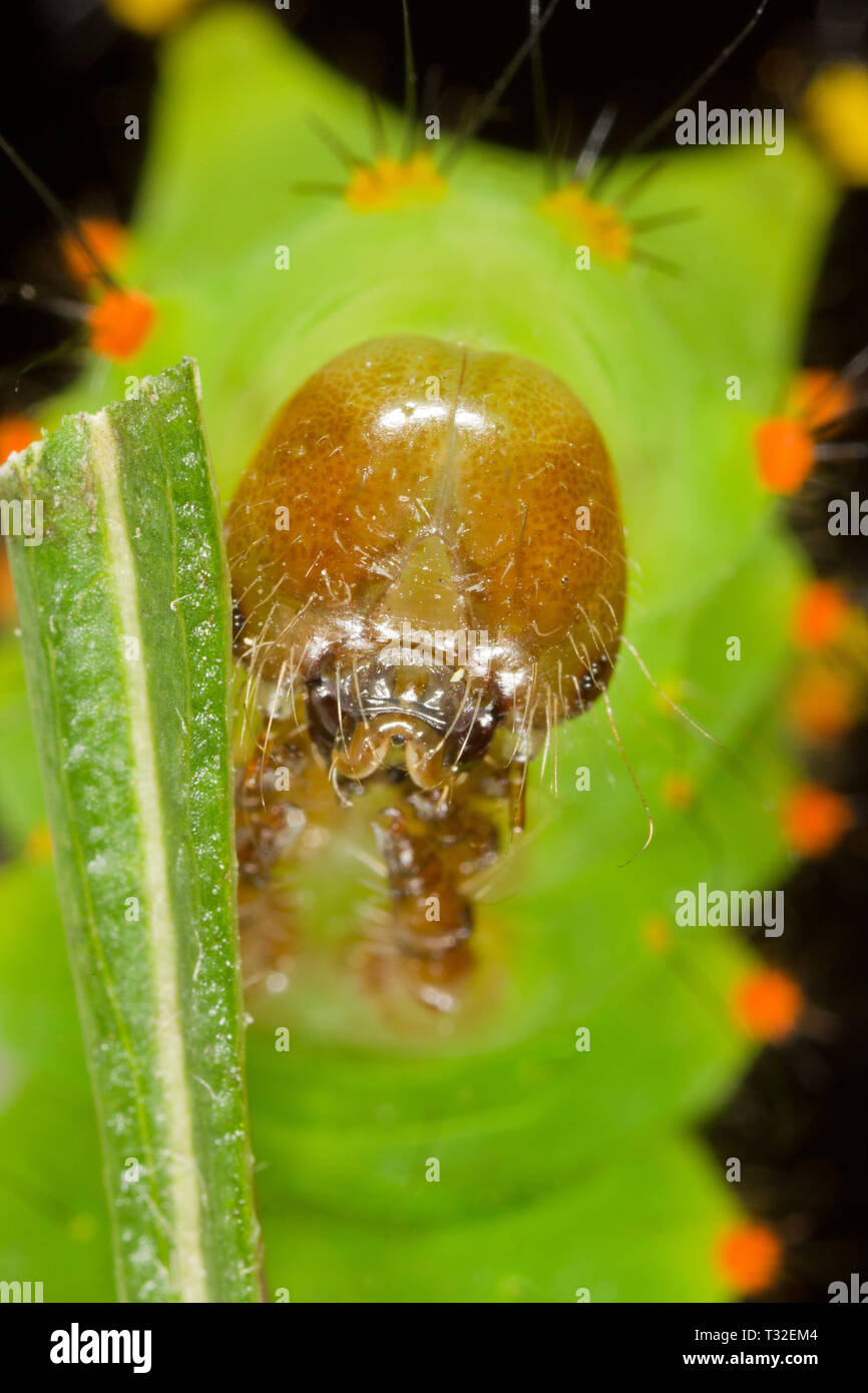 Indian Moon Moth Caterpillar Stock Photo Alamy Indian Moon Moth Caterpillar Stock Photo Alamy