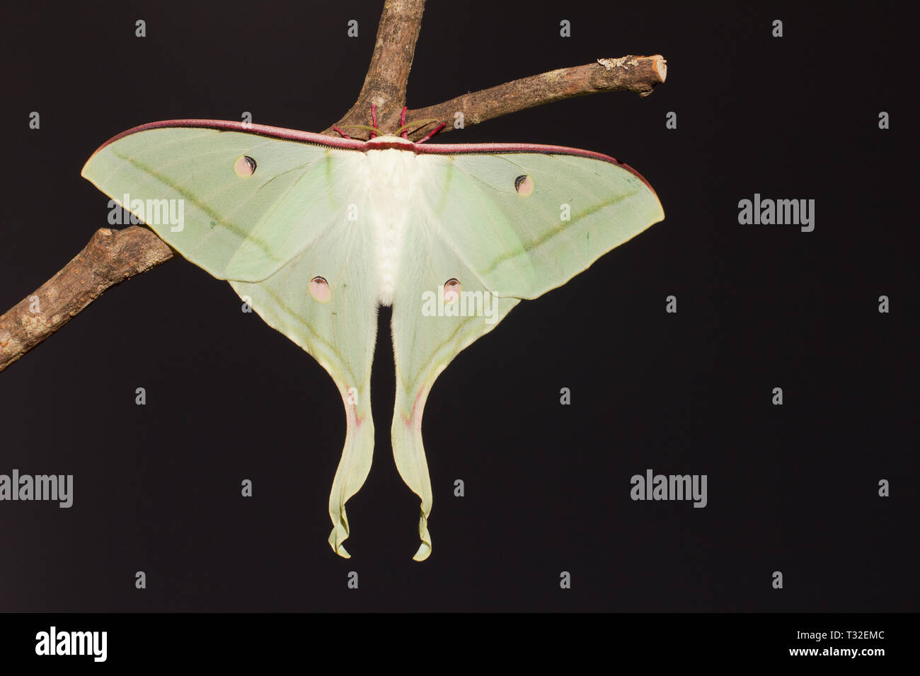 Indian moon moth Stock Photo - Alamy