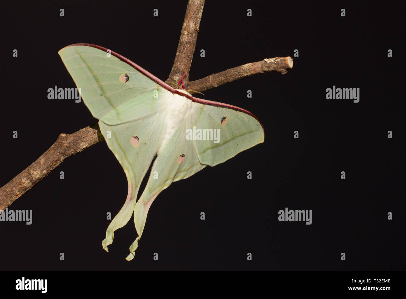 Indian Moon Moth High Resolution Stock Photography and Images - Alamy