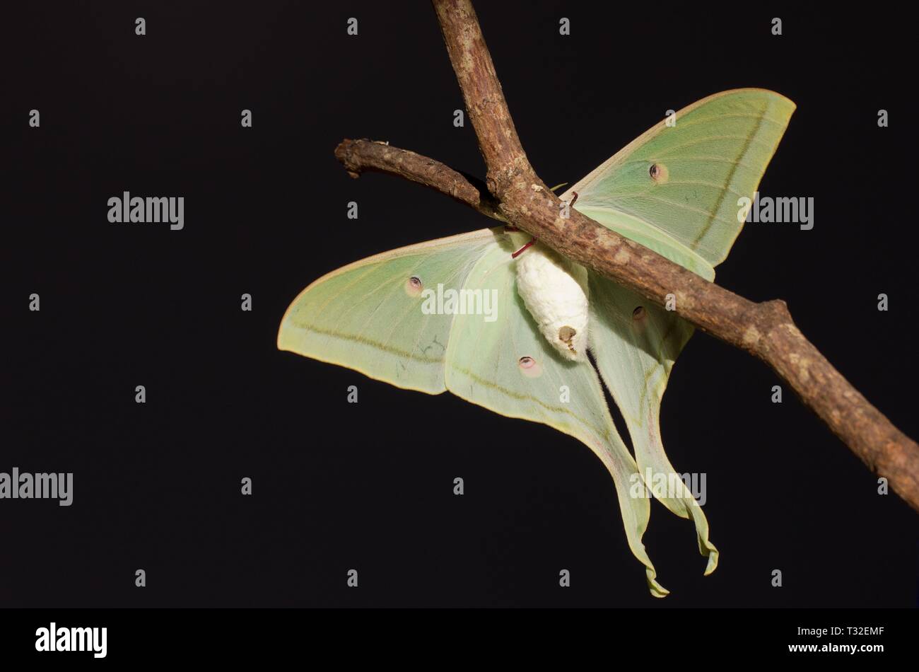 Indian moon moth Stock Photo - Alamy