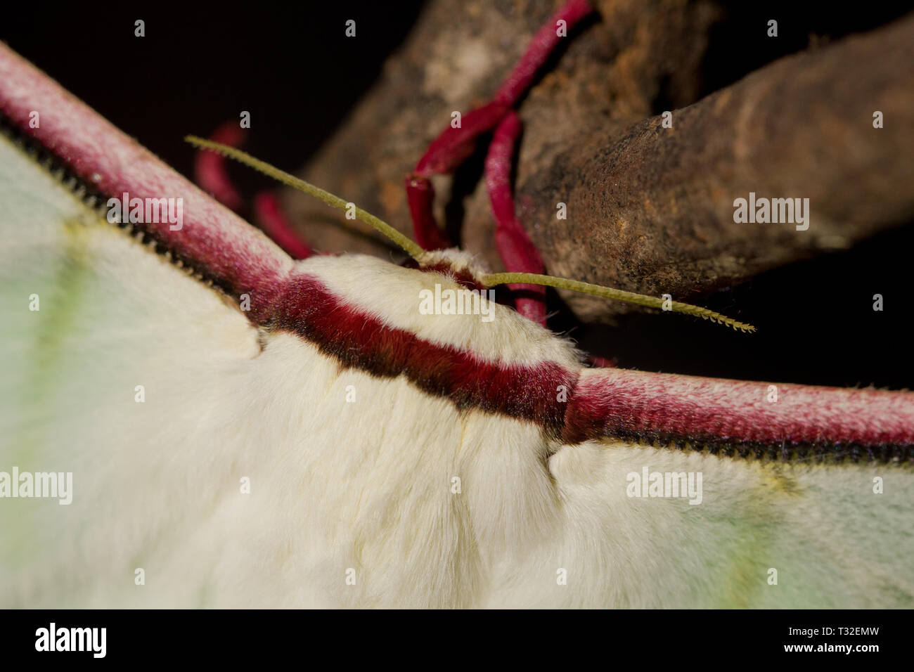 Indian moon moth hi-res stock photography and images - Alamy