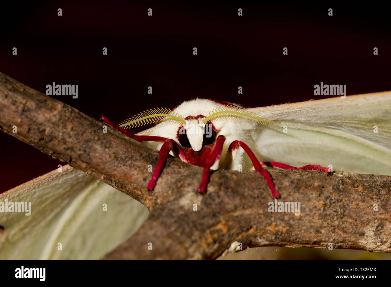 Indian moon moth hi-res stock photography and images - Alamy