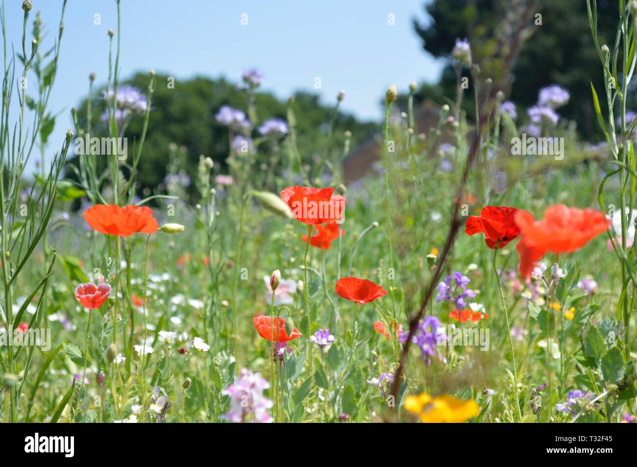 Wild Flowers in a meadow Stock Photo - Alamy