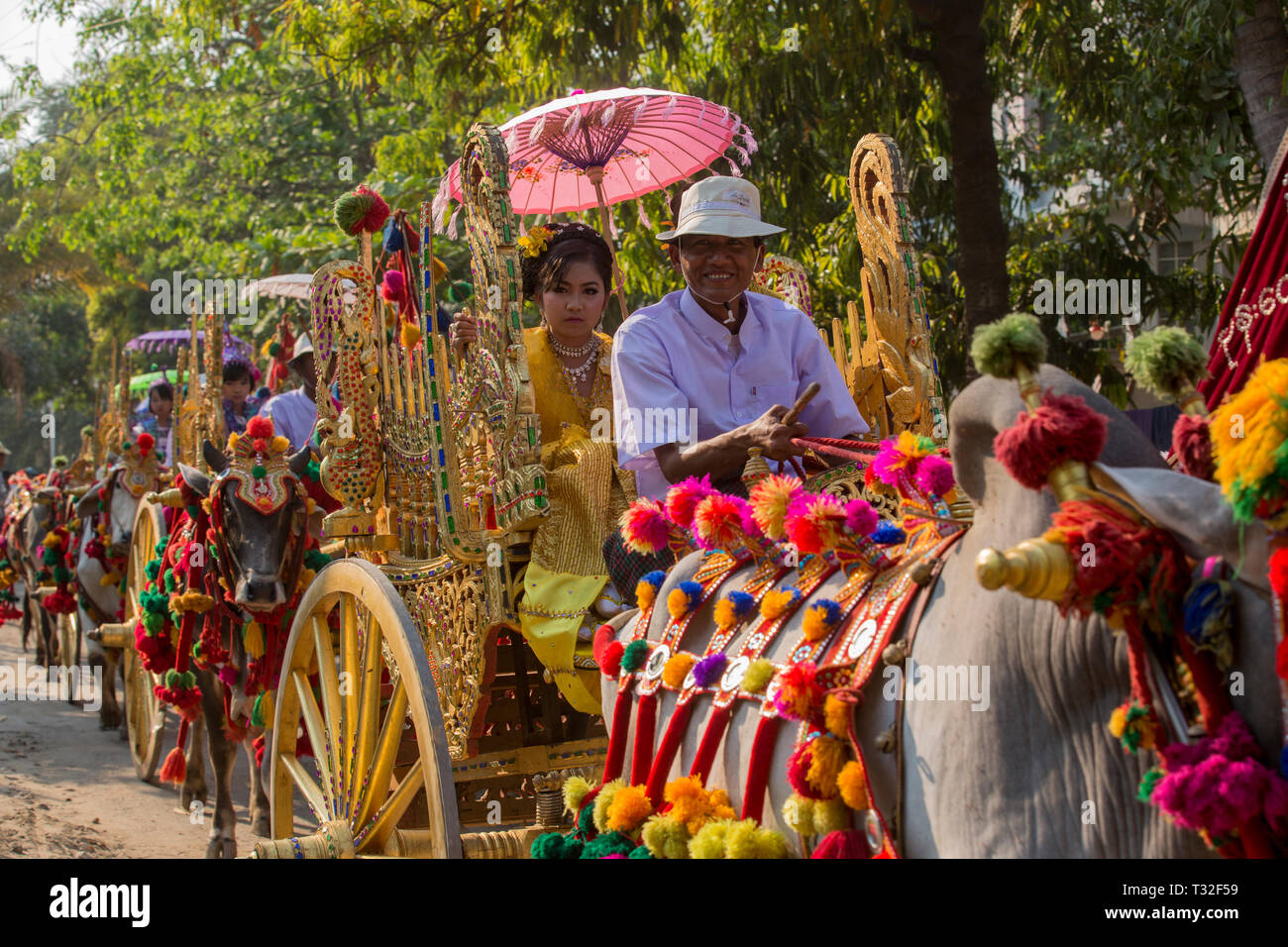 Colourful decorated ox carts in a traditional Buddhist Shinbyu ...